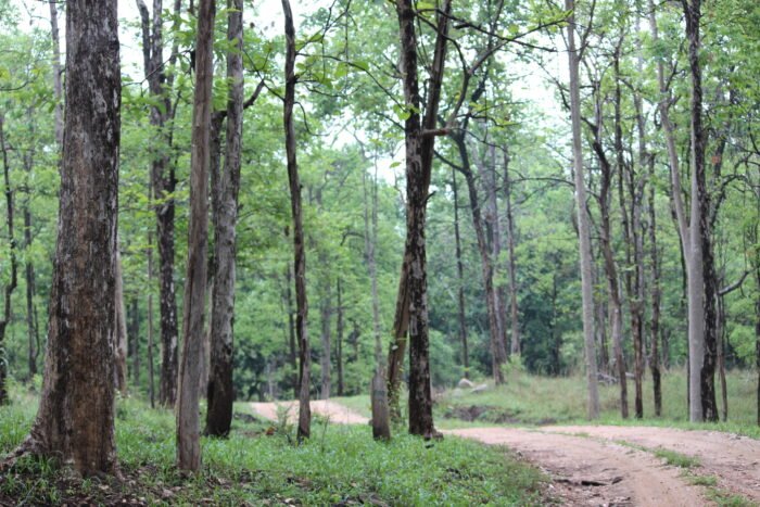 Pench National Park: Exploring The 'Mowgli' Land